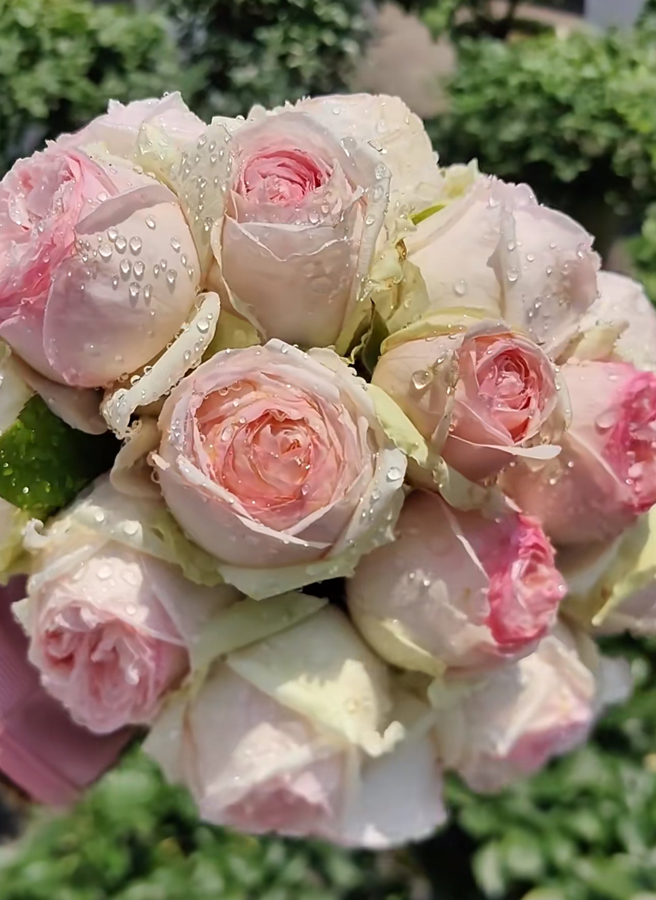 Rose Mona Lisa 1 Gallon Live Plant Youna Botanic