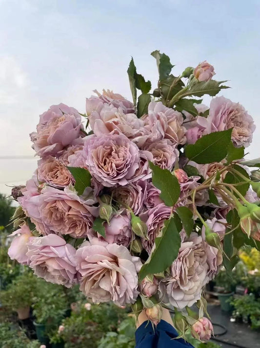 Yard Roses – Page 4 – Youna Botanic