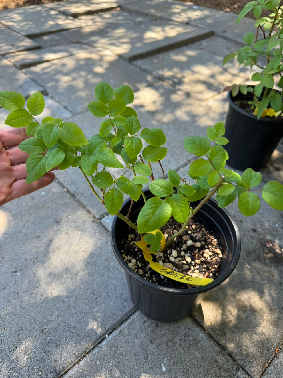 Pre-order Rose M-Perzik M－ペルジーク. 佩尔朱克 strong fragrance 1 Gallon live p ...