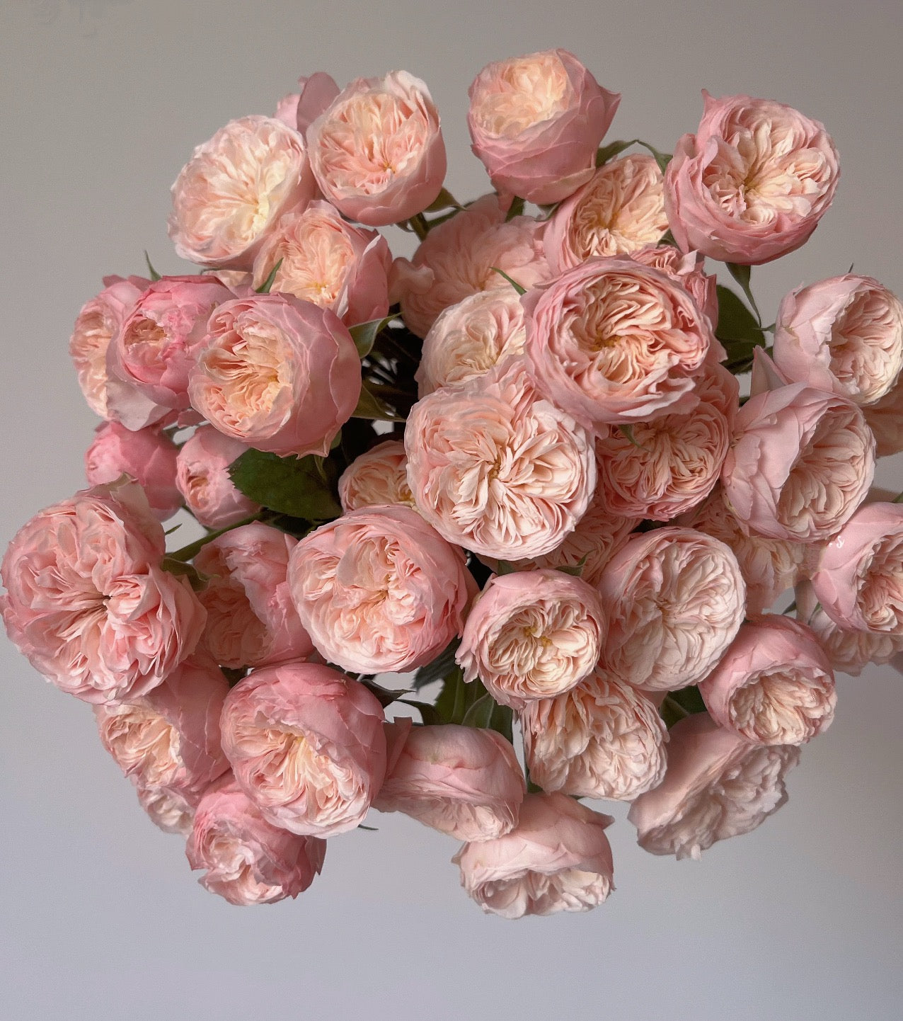 Pre-order Rose Royal Blush 6inch own root – Youna Botanic