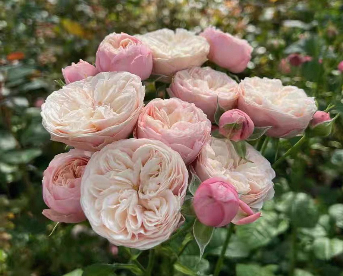 Pre-order Rose Royal Blush 6inch own root – Youna Botanic