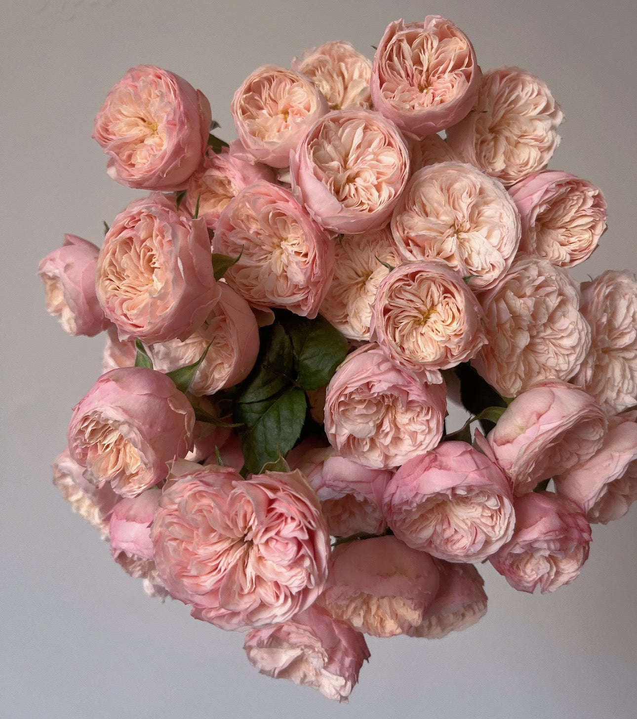 Pre-order Rose Royal Blush 6inch own root – Youna Botanic