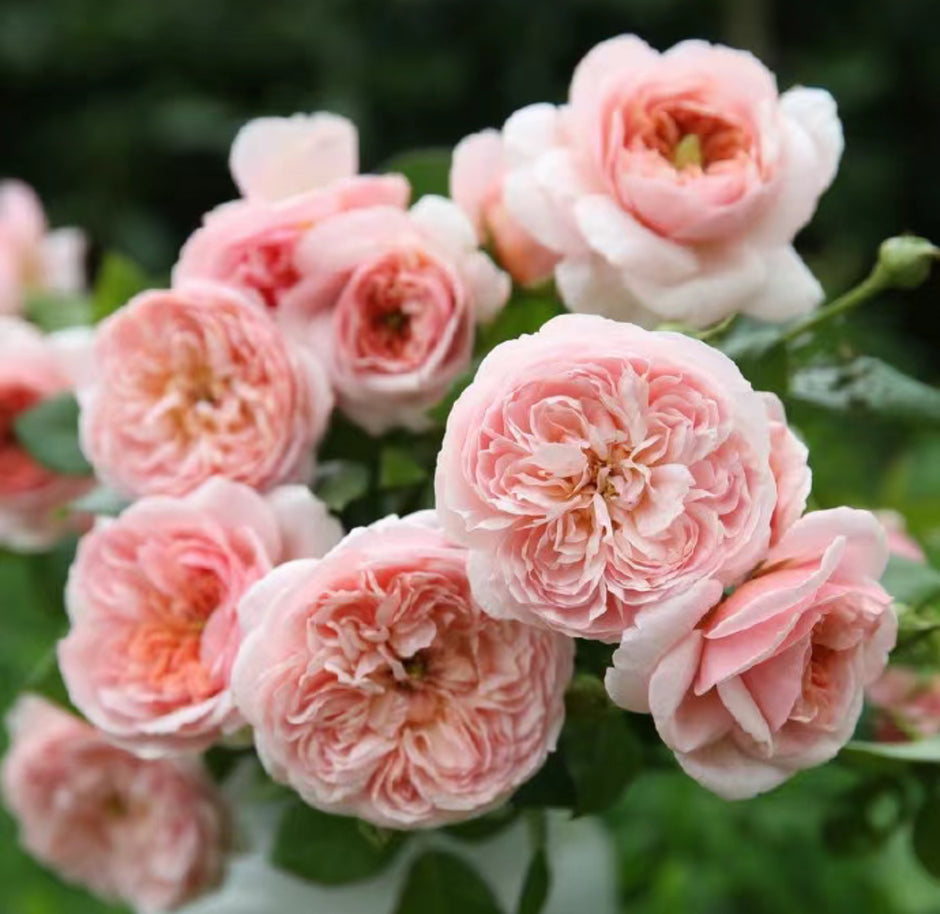 Yard Roses – Youna Botanic