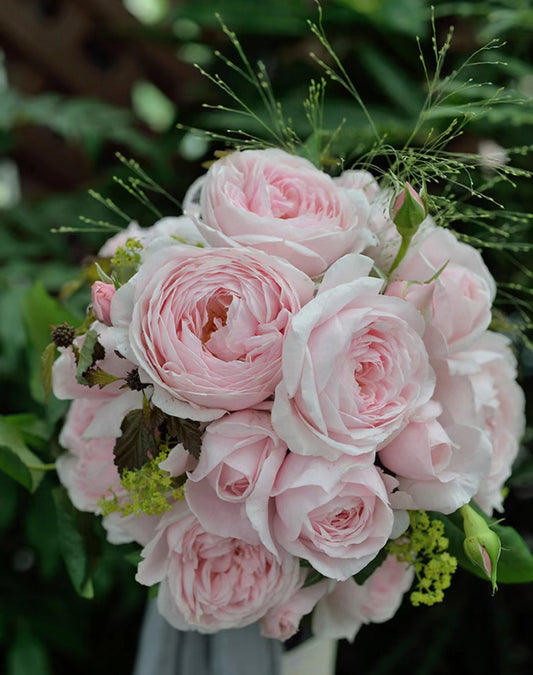 Yard Roses – Page 6 – Youna Botanic