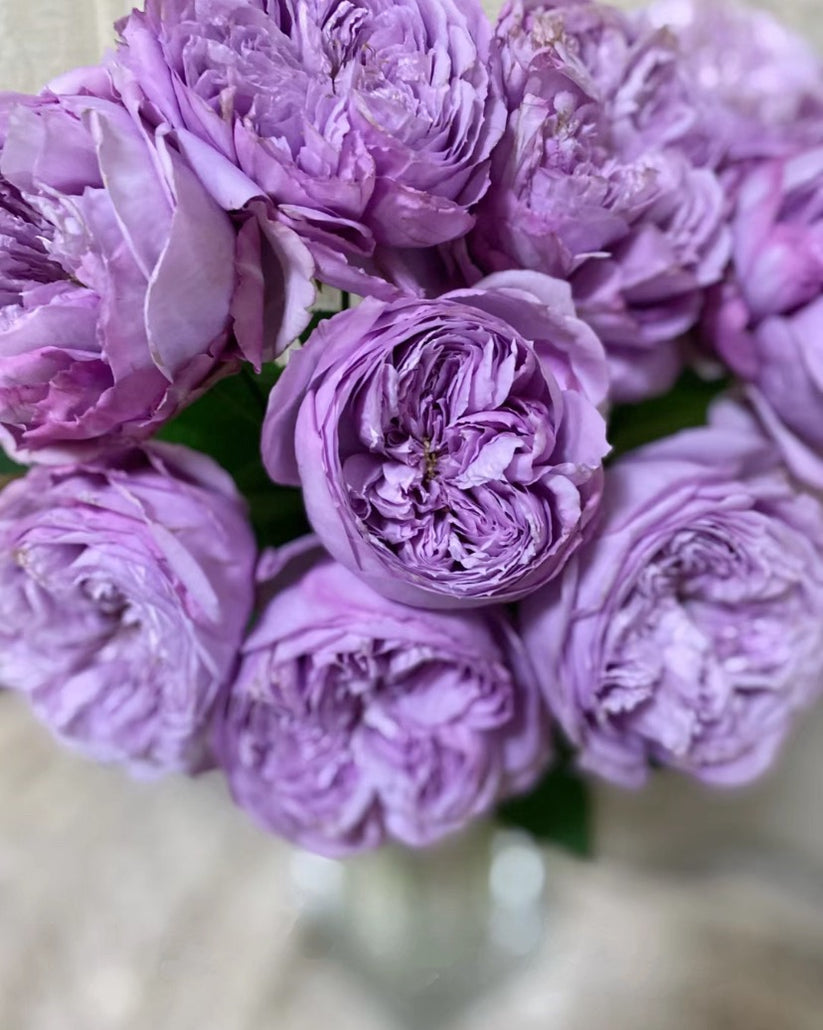 Repartil 重启/帕里蒂尔 リパルティ―ル, Japanese Shrub Rose 1 Gallon own root live r ...