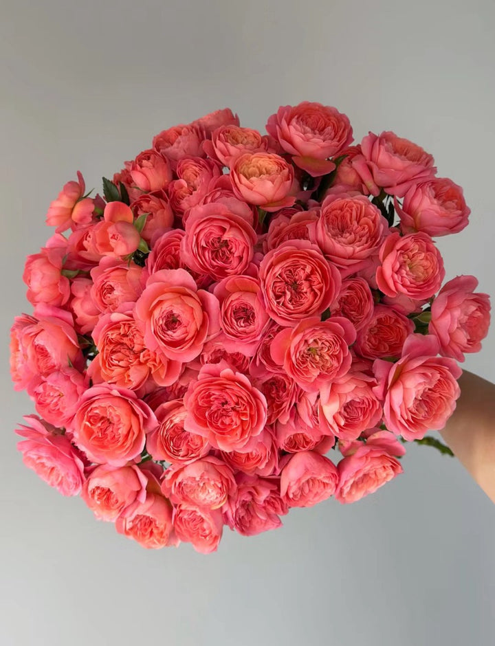 Yard Roses – Page 6 – Youna Botanic