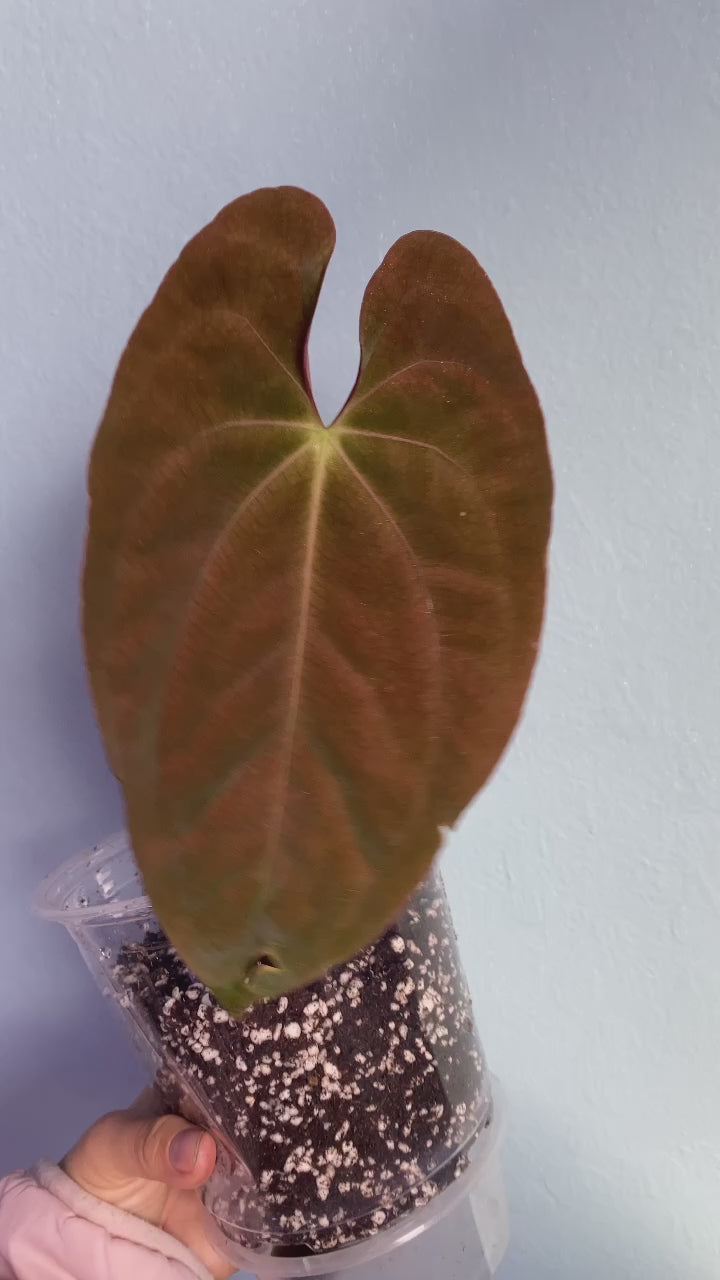 Anthurium Papillilaminum Papi Rare Plant – Youna Botanic
